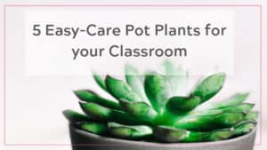 5 Easy-Care Classroom Plants You’ll Love! - TEACH SMART with me
